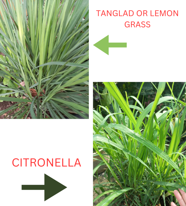 TANGLAD OR LEMON GRASS HERBAL MEDICINE OR CITRONELLA LIVE PLANTS LIVE ...