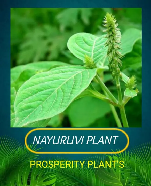 LIVE PLANT-NAYURUVI/ACHYRANTHES ASPERA PROSPERITY PLANT'S | Lazada