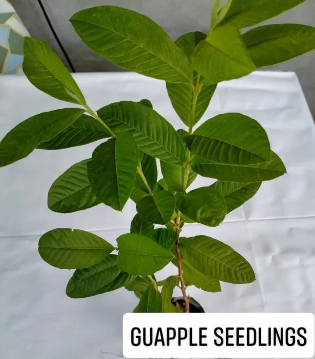 EPS CUT0000052105 Guapple/Solanum melongena esculentum 2ft | Lazada PH