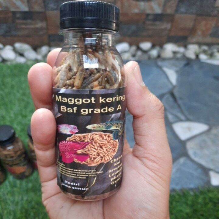Maggot Kering Super BSF Original Kemasan 80Gram untuk Semua Jenis Ikan ...