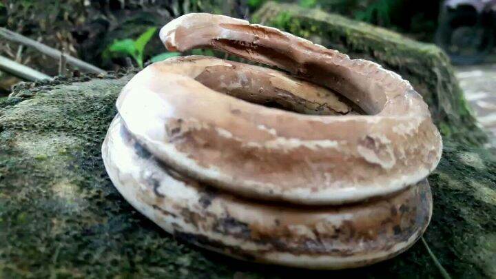 taring babi melingkar tumpuk 3 | Lazada Indonesia