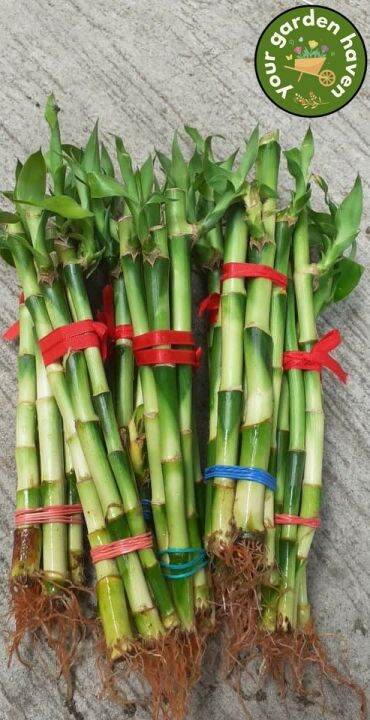 Uprooted Lucky Bamboo (3 stalks) | Lazada PH