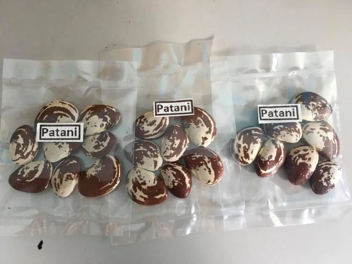 PATANI VEGETABLE SEEDS -- for gardening (1 small packet) | Lazada PH