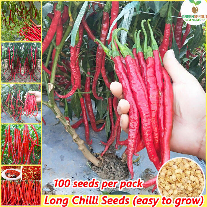 High Yield Organic Vegetable Seeds Long Chilli Seeds for Planting (50 ...