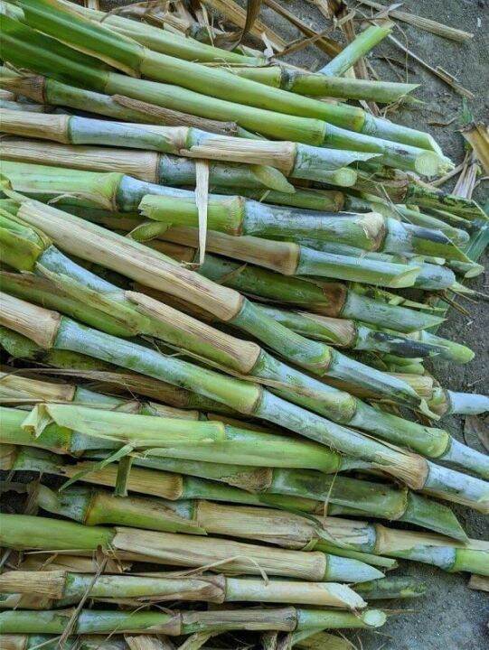 Benih Bibit Tanaman Rumput Napier Pakcong Pakchong 1 KG | Lazada Indonesia