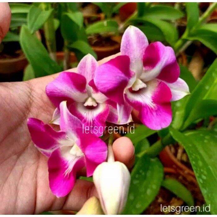 Anggrek Dendrobium Mini Dragon | Lazada Indonesia