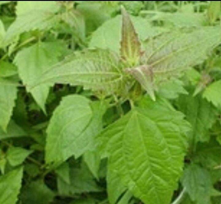 daun kirinyuh tanaman herbal | Lazada Indonesia