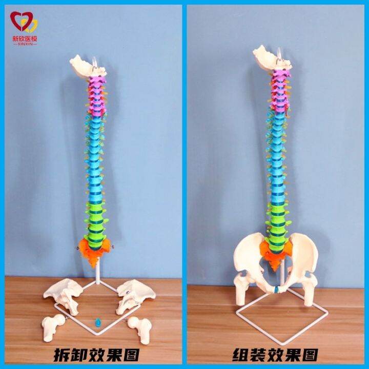 Human neural spine medical bonesetting medical teaching skeleton ...
