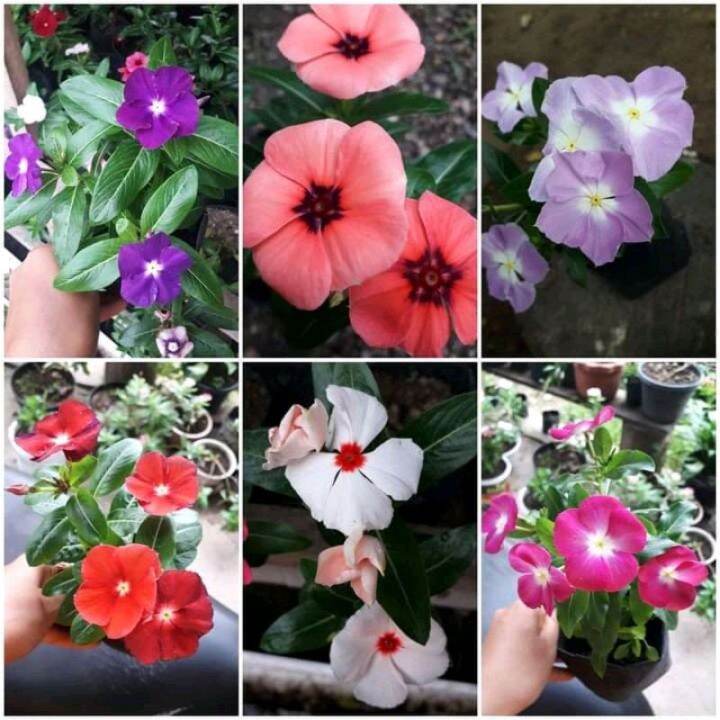 ( BISA COD ) TERMURAH Bunga Hias Tapak Dara Varian Warna Bunga ...