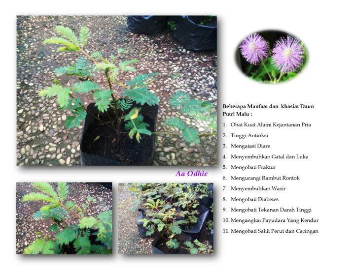 Tanaman Putri Malu Mimosa Pudica Hias dan Herbal | Lazada Indonesia