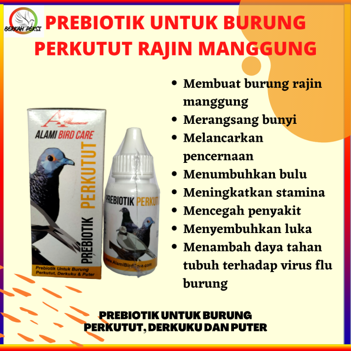 OBAT ALAMI PREBIOTIK BURUNG PERKUTUT MANGGUNG BUNYI GACOR SIAP LOMBA ...