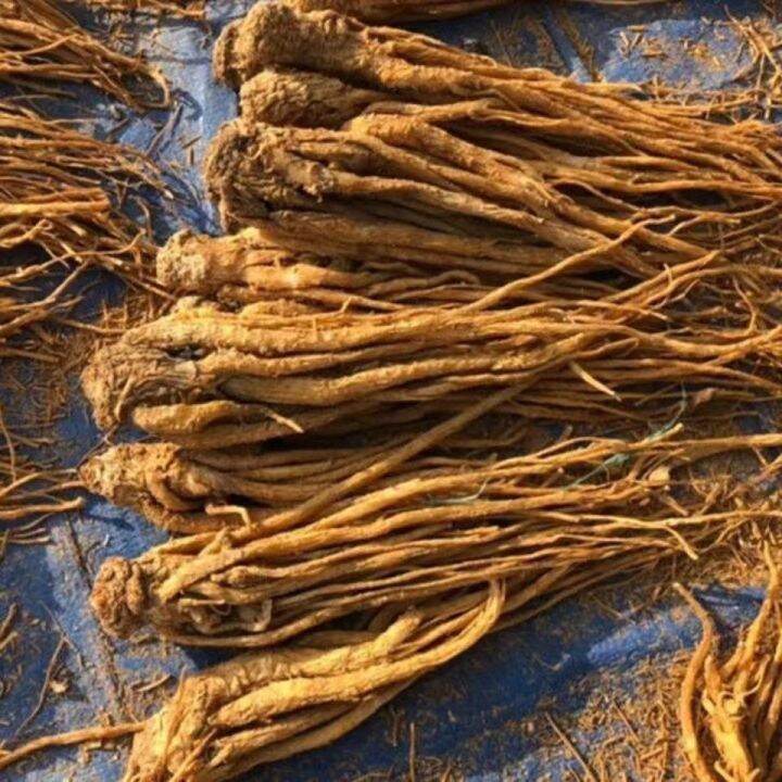 Minxian Angelica special grade whole angelica yellow goods Angelica ...
