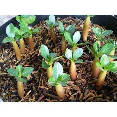isi isi 1 Adenium Obesum Desert Rose Seeds/Biji Benih seeds/benih biji ...