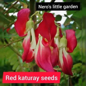 Katuray Flower Nutrients | Best Flower Site