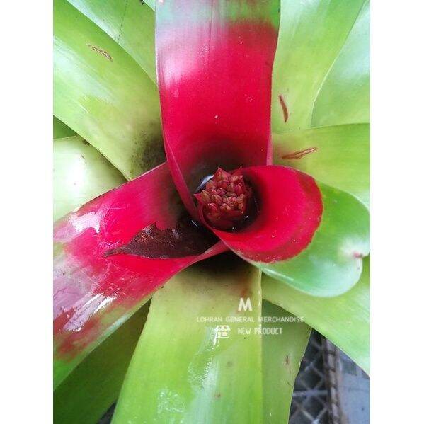 Neoregelia carolinae / Blushing Bromeliad seedlings | Lazada PH