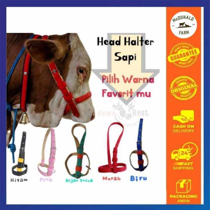 HEAD HALTER IKAT KEPALA BRANGUS BACOK SAPI KAMBING, KUDA, KERBAU ORIGINAL(ORI) LENGKAP | Lazada ...