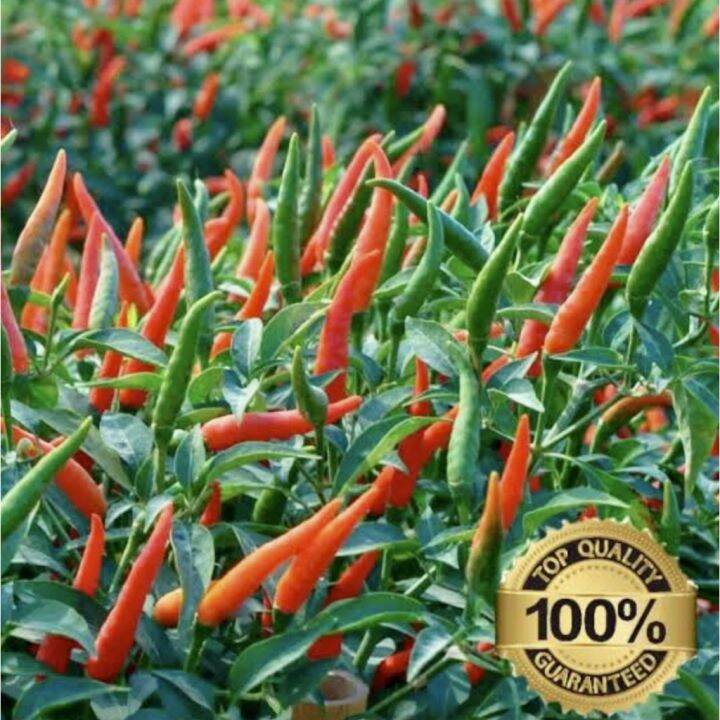 SILING LABUYO PLANT SEEDS | Lazada
