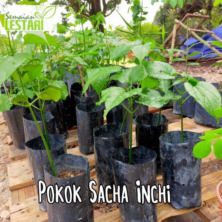 Anak Pokok Sacha Inchi | Lazada