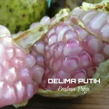 Pohon Delima Putih