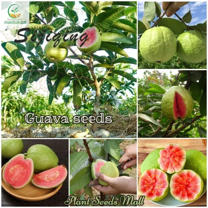 Guava Seeds - 50pcs Seeds for Planting - Bonsai Fruit Trees Seeds ...