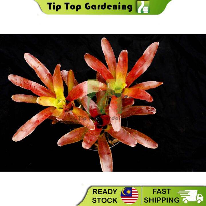 Real Live Plant Bromeliad Neoregelia Super Fireball (Pot Not Included ...