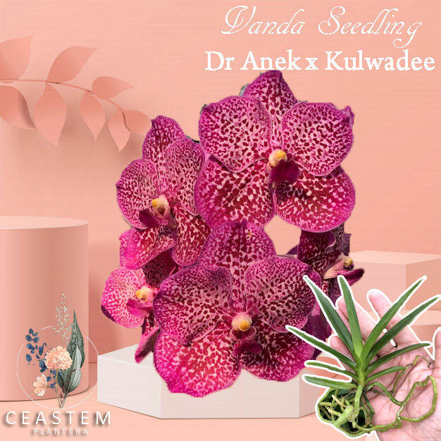 PREMIUM Strap Leaf VANDA Orchid (Thailand) Plant seeds | Lazada