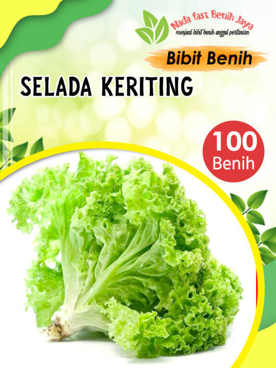 100 biji Benih sayur Selada keriting / Bibit sayuran selada air grands ...