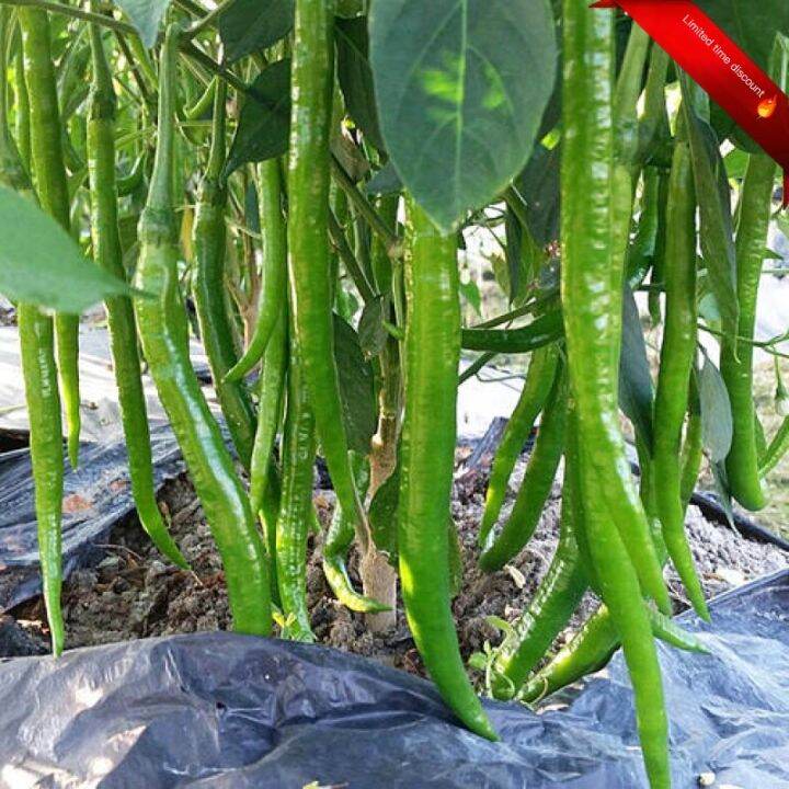 50 PCS Green Long Chilli Seeds Red Chilli Seeds Vegetable seeds Long ...