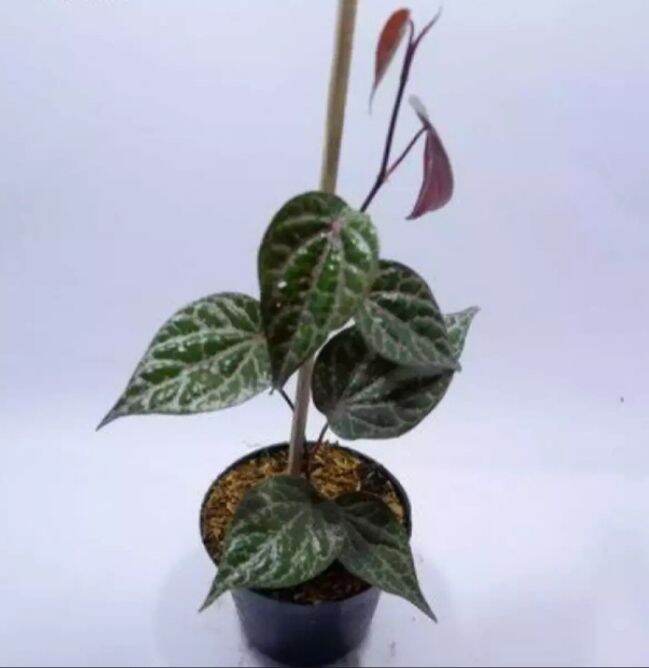 Tanaman Obat sirih Merah - piper ornatum- tanaman hias/ Tanaman Obat ...