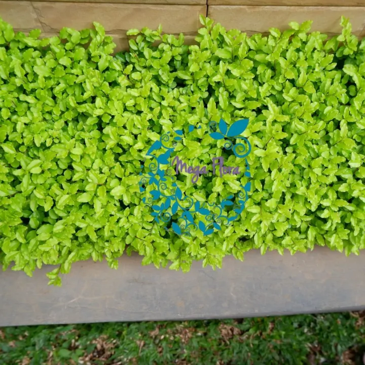 Tanaman Ligustrum Kuning Legastrum Legistrum Bibit Hias Bunga Semak ...