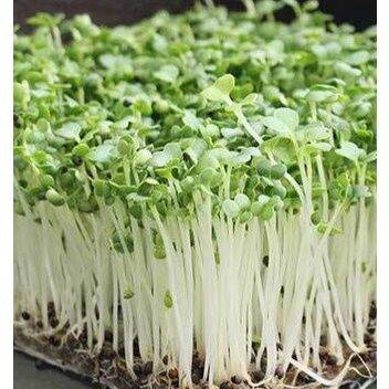 VICTORY SEED 60 Benih Biji White Napa Leaf Winter Chinese Celery ...