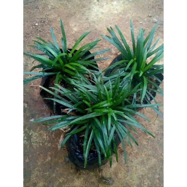 tanaman kucai mini/pohon kucai mini | Lazada Indonesia