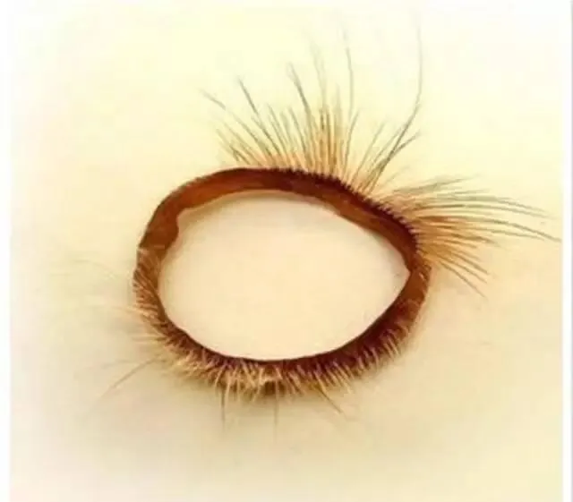 Natural goats eyelashes Cock Ring | Lazada PH