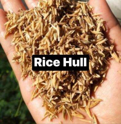 2kg Fresh RICE HULL / (Ipa ng Palay) : Soil Conditioner Plant Beddings ...