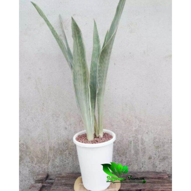 Tanaman Hias Sensivera Silver / Tanaman Lidah mertua Silver / Pohon ... Tanaman Hias Sensivera Silver / Tanaman Lidah mertua Silver / Pohon ...