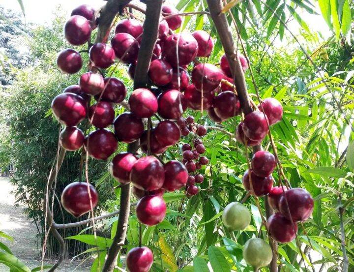 Anak Pokok Perupuk atau Pokok Johor atau Ceri Terengganu | Lazada