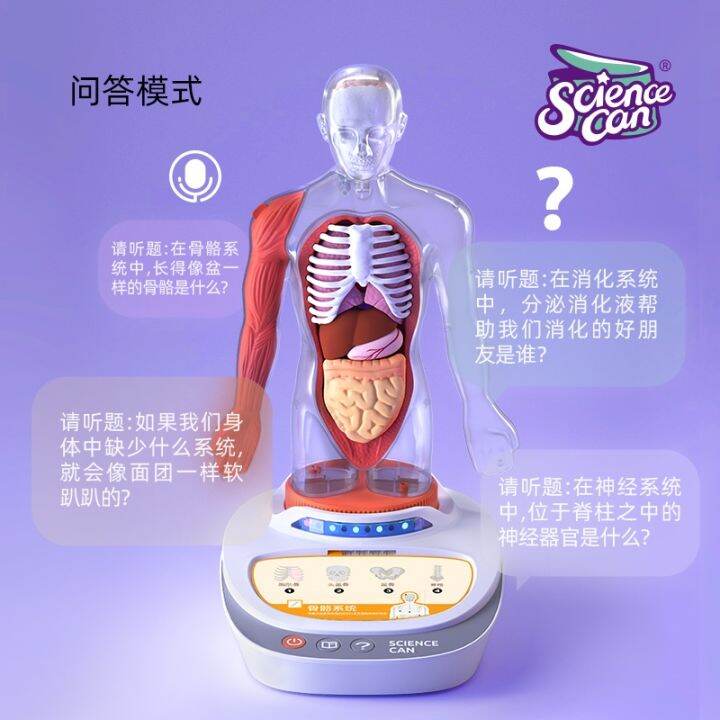 Removable medical anatomy skeleton model structure organs teaching toys ...
