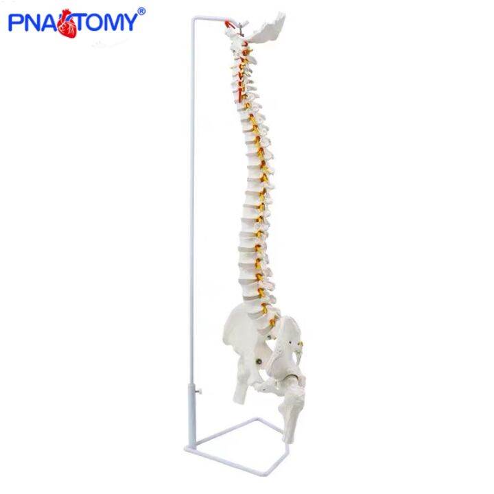 85cm Hanging Human Flexible Spine Model Vertebral Column Anatomy Model ...