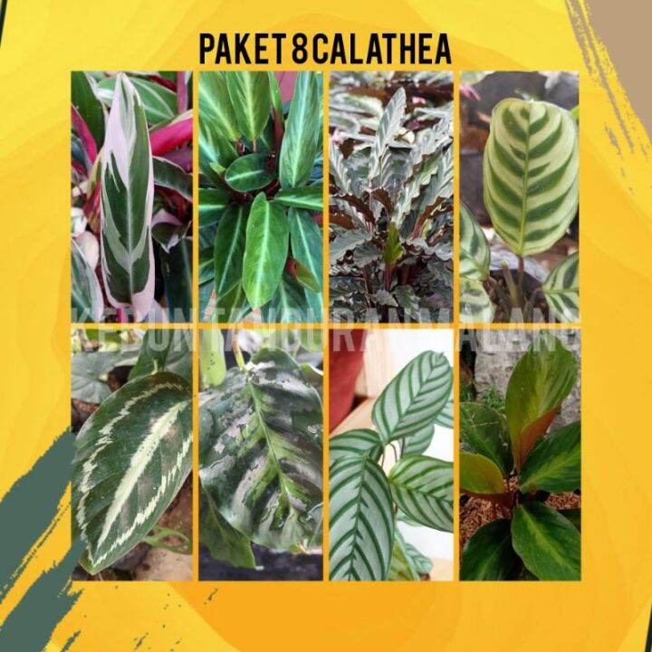 Paket Tanaman Calathea 8 Jenis / Bunga kalatea Calatea / Tanaman indoor ...