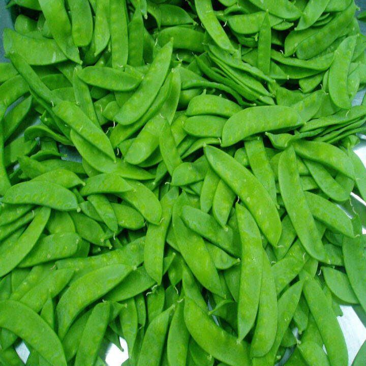 Snow pea Seeds - Sitsaro Seeds 50 seeds (not live plants) | Lazada PH