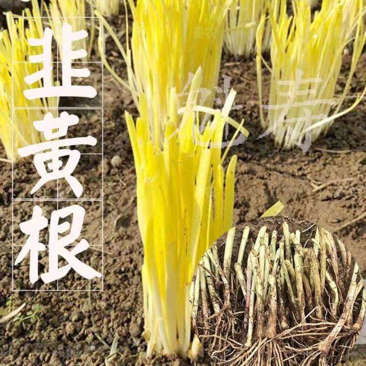 brand newLeek root seed seed yellow leek vegetable seedling four ...