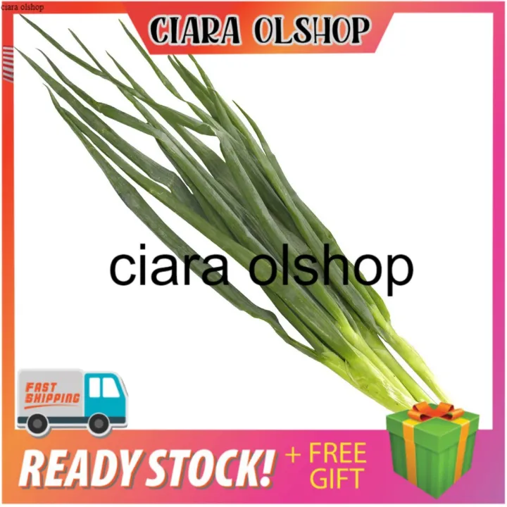 Daun pre / daun bawang besar always fresh | Lazada Indonesia