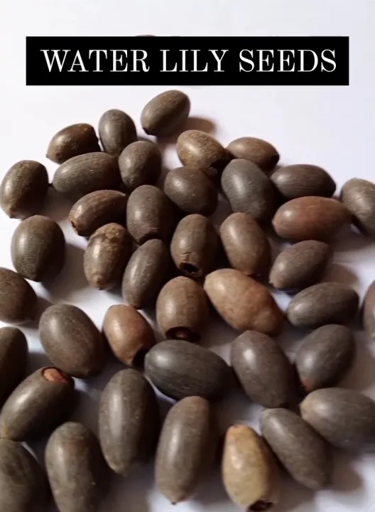 High-Quality "Water Lily Seeds Pink WTL1 " 1 Gram Approximately Plant ...