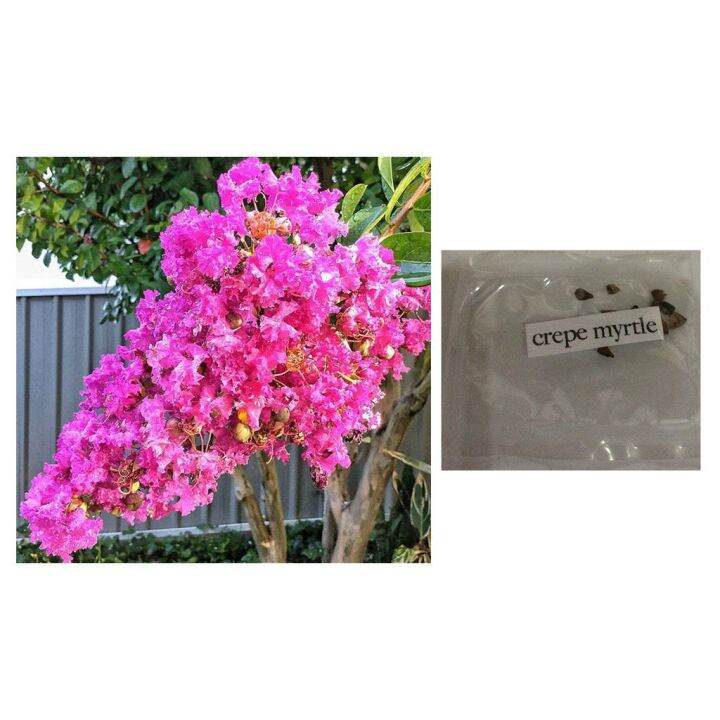 linbei/ spot seedscrepe myrtle flower tree seeds mixed colors melendres ...