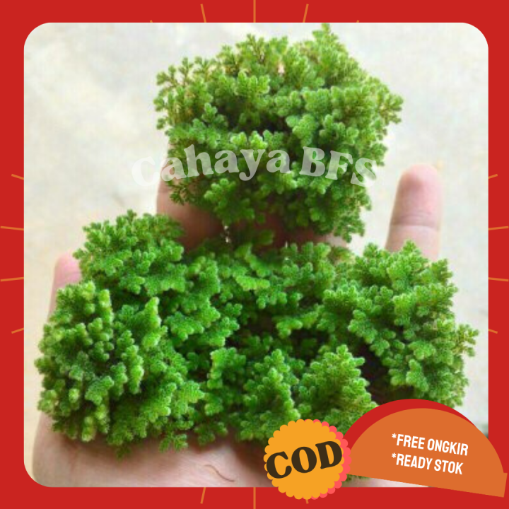 Bibit Azolla Pinnata Azola Microphylla Pakan Ternak Alternatif | Lazada ...