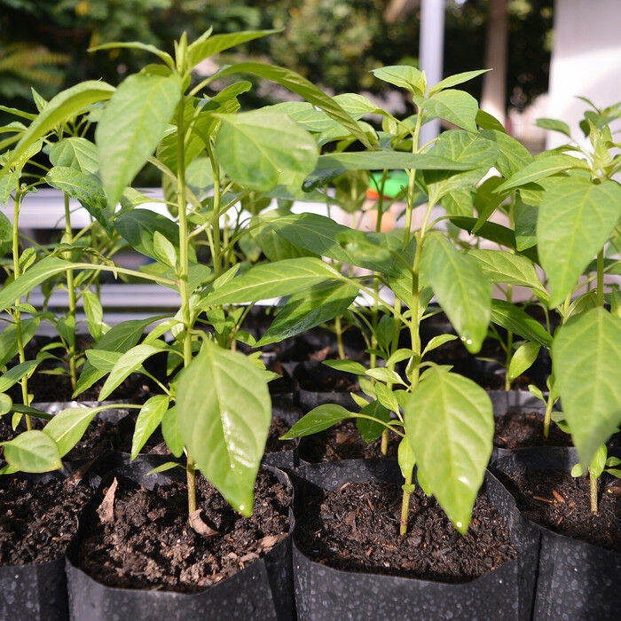 POHON CABE KERITING | Bibit Tanaman Cabai Keriting | Lazada Indonesia