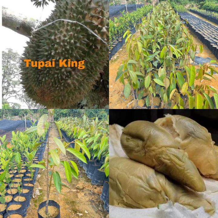 Tupai King Durian Anak Pokok 松鼠王榴莲树苗 | Lazada
