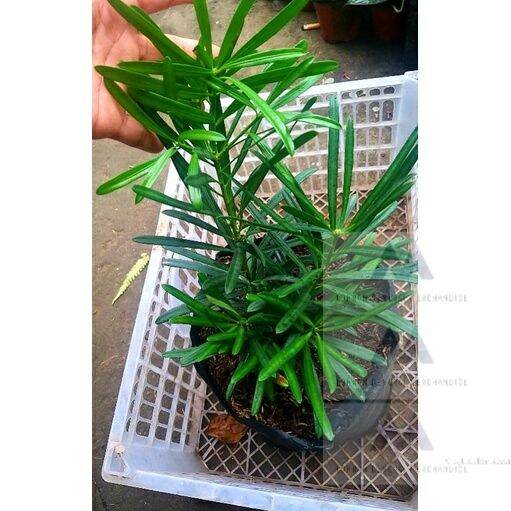 Podocarpus Maki / Buddhist pine | Lazada PH