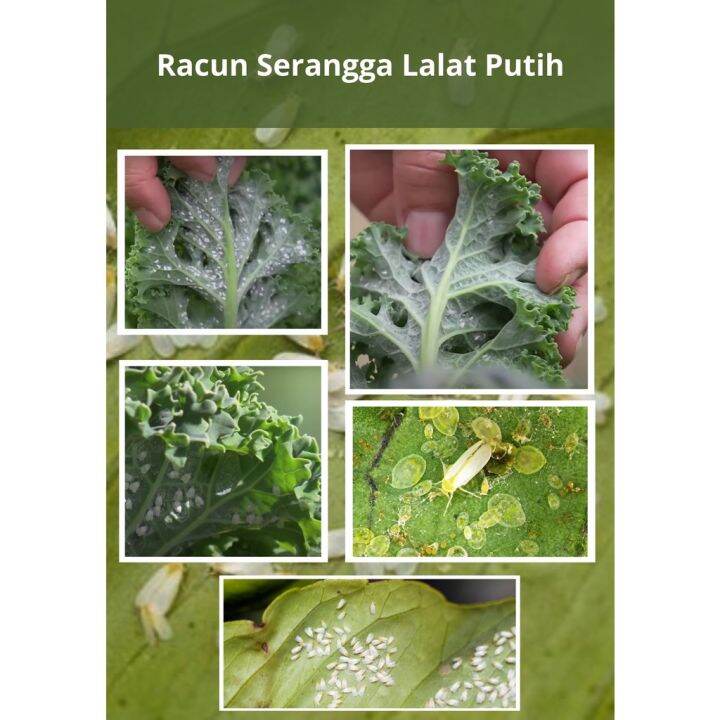 Racun Serangga Lalat Putih (Insecticides/ pestcontrol/ Dinotefuran 1% ...