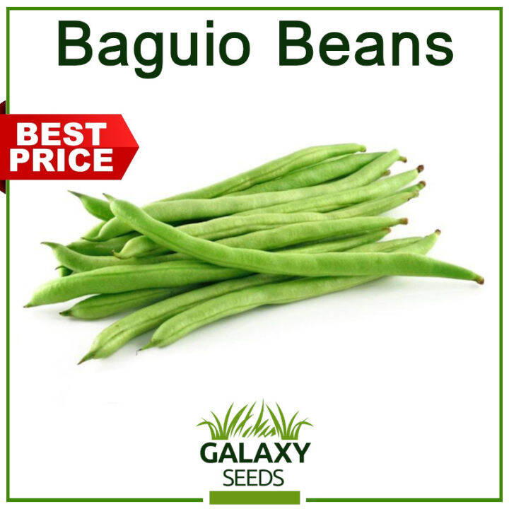 [Galaxy Seeds] Baguio Beans Seeds for Planting Vegetable Plants (12 ...